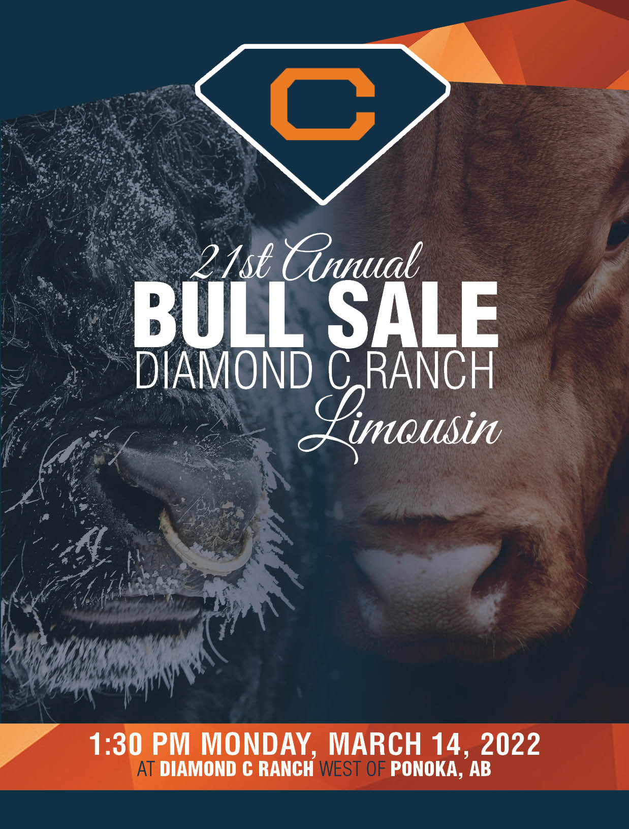 Diamond C Ranch Limousin
